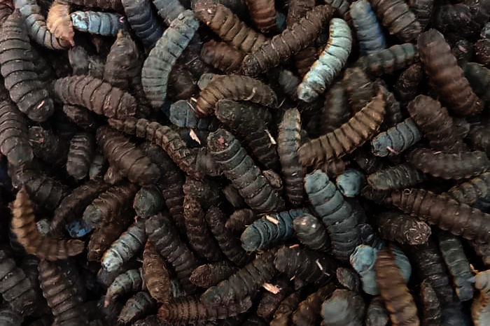 Penjelasan Tentang Daur Hidup Lalat - Adalah.id
